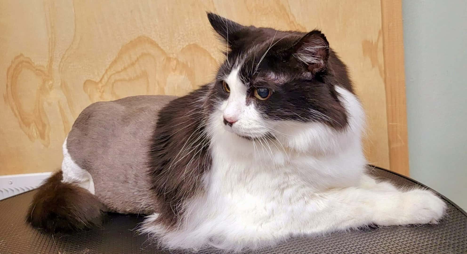 Tandem Cat Grooming - CITC