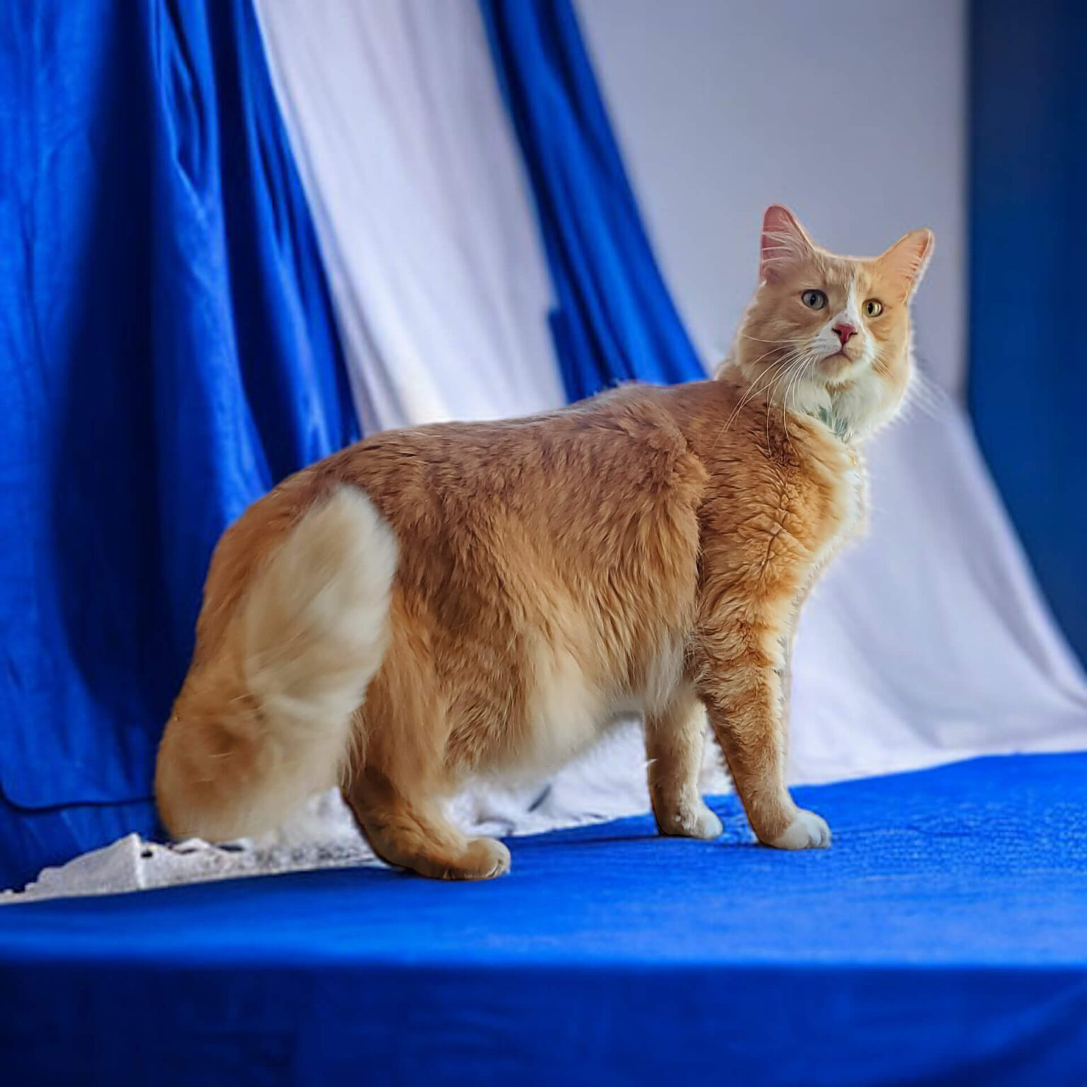 Cat Grooming, Boarding, & Cat Sitting in Portland | Cats in the City